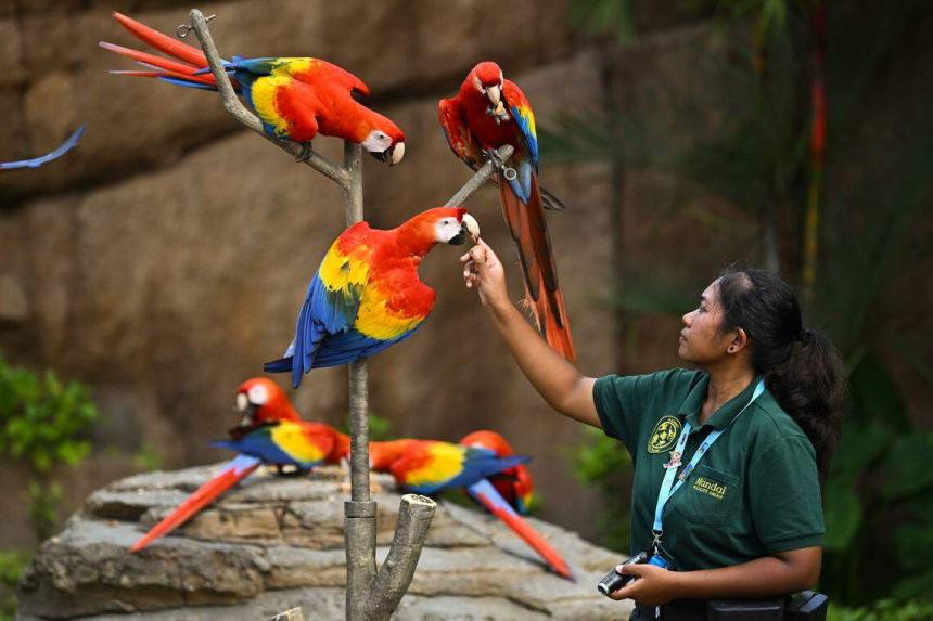 75 per cent of Jurong Bird Park’s 3,500 birds moved to Mandai | The ...