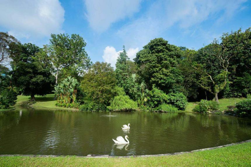 President Halimah launches enhanced swan pond at Istana | The Straits Times