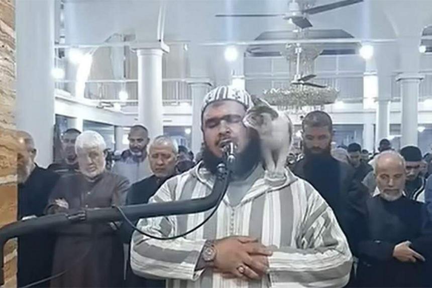 Cat jumps on imam leading Ramadan prayers in Algeria, video goes viral ...
