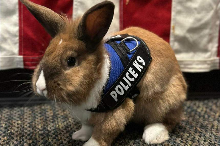 Rabbit joins police station in California as its ‘wellness officer ...