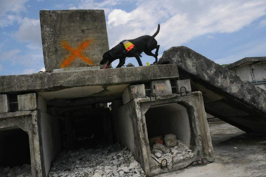 SCDF search dog barks when she finds a survivor, whimpers when she ...