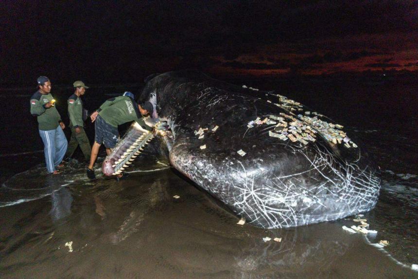 Third massive whale in a month beaches itself, dies in Bali | The ...