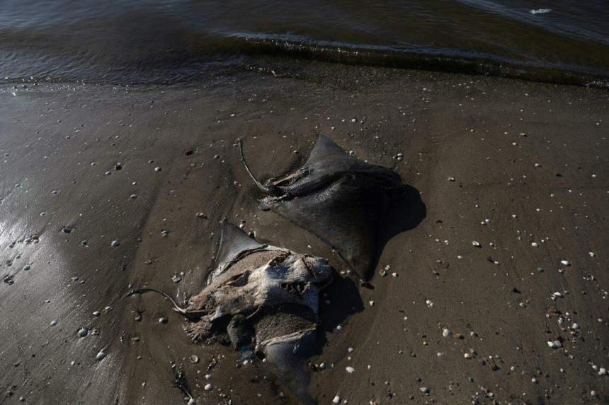 Dozens of dead stingrays found on Brazil beach | The Straits Times