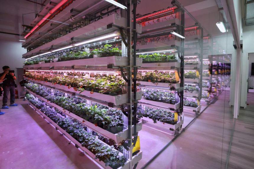 S’pore firm to grow strawberries in farms in Malaysia and Thailand | The Straits Times