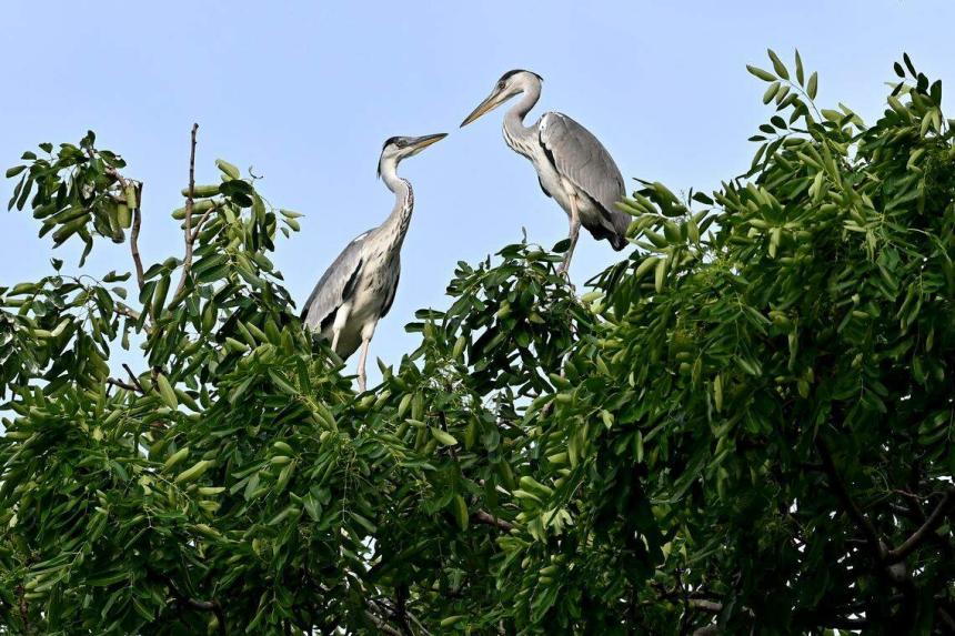 Tree-planting is no solution without animals | The Straits Times
