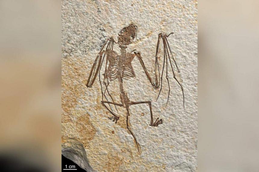 Oldest known bat skeletons shed light on evolution of flying mammals ...