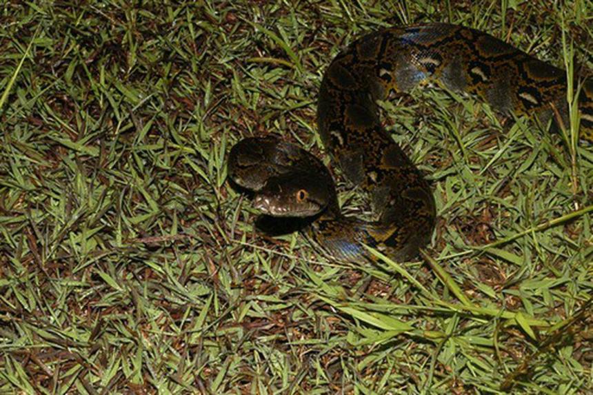 What to do if you chance on a snake? Stay calm and back away slowly ...