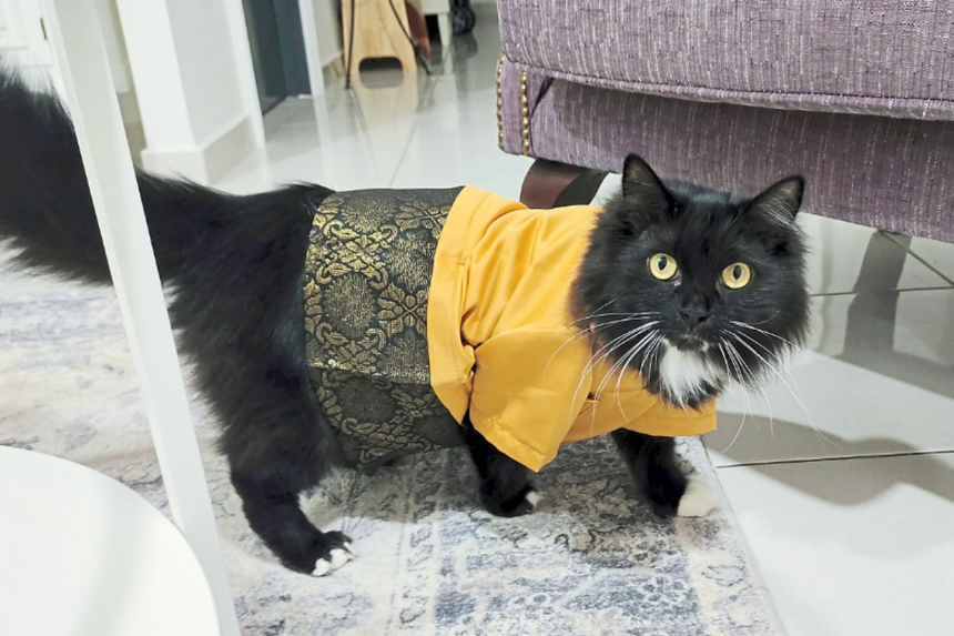 Purr-fect baju melayu for cats during Hari Raya | The Straits Times