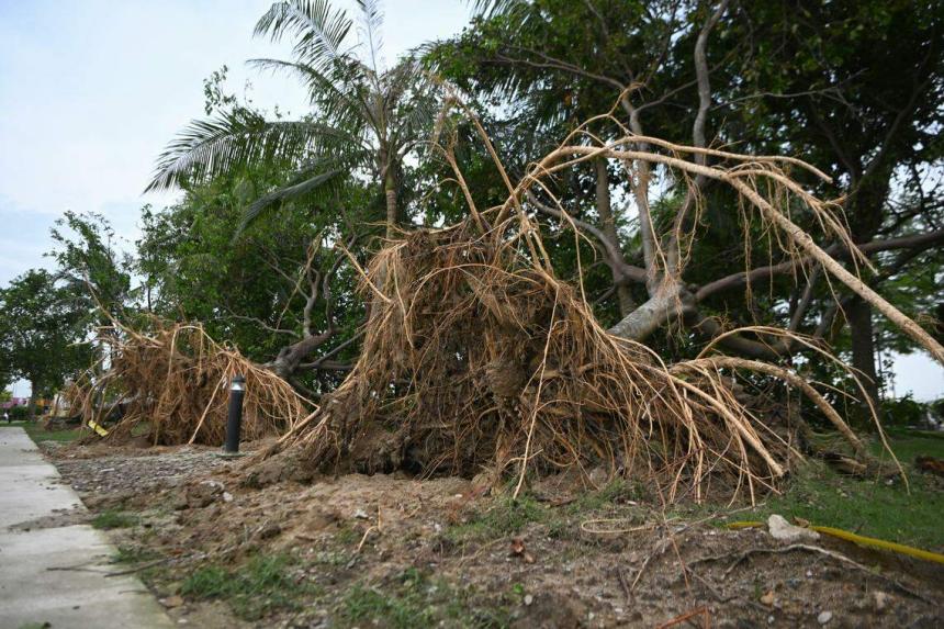 14 trees in Changi Beach Park uprooted in thunderstorm on April 16 ...