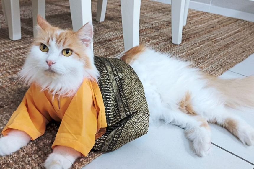 Purr-fect baju melayu for cats during Hari Raya | The Straits Times