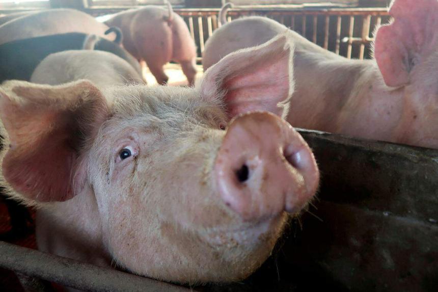 Singapore stops import of live pigs from Indonesian island after ...