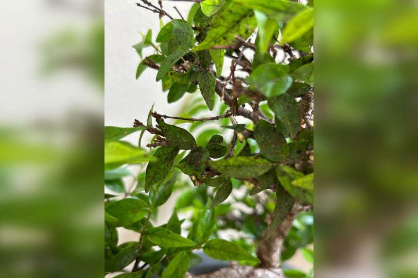 Root Awakening: Shui Mei plant infested with aphids | The Straits Times