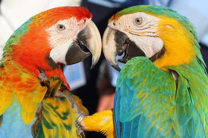 ‘Hello, hello’: Parrots taught to make video calls feel less lonely ...