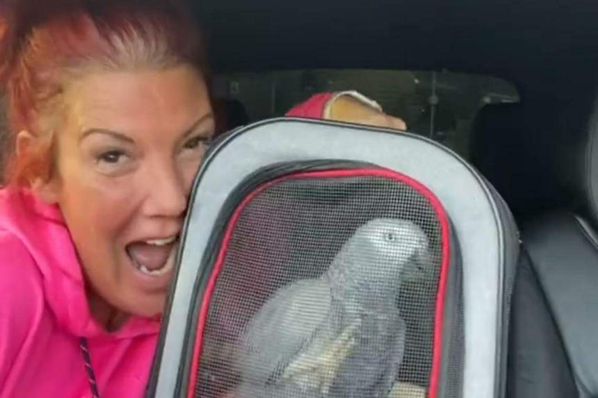 British woman whose missing parrot video went viral charged over $1.3m cannabis haul | The ...