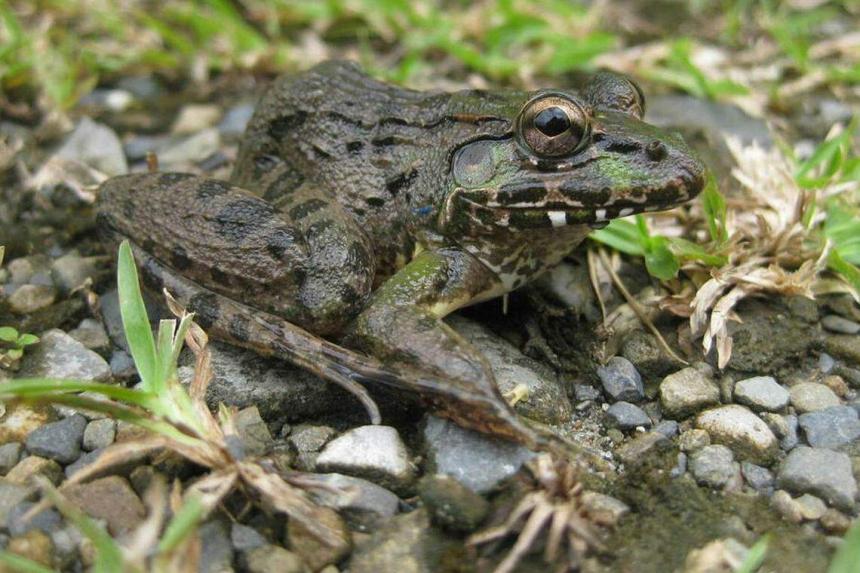 France frog fair faces flak | The Straits Times