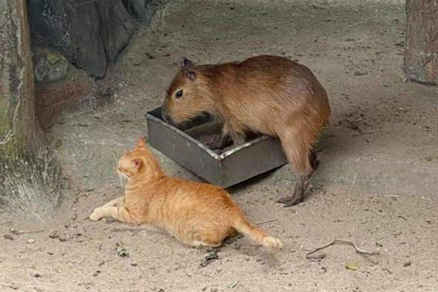 Cat rooming with capybaras becomes top draw at Malaysia’s Zoo Negara | The Straits Times