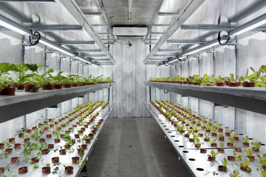 Dutch firm’s vertical mega-farm to produce up to 500 tonnes of leafy ...