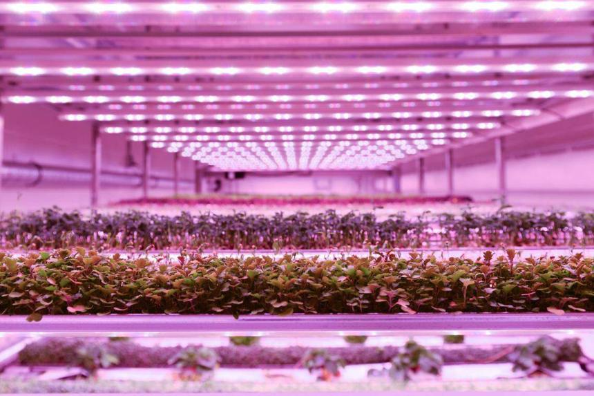 Dutch firm’s vertical mega farm to produce up to 500 tonnes of leafy ...