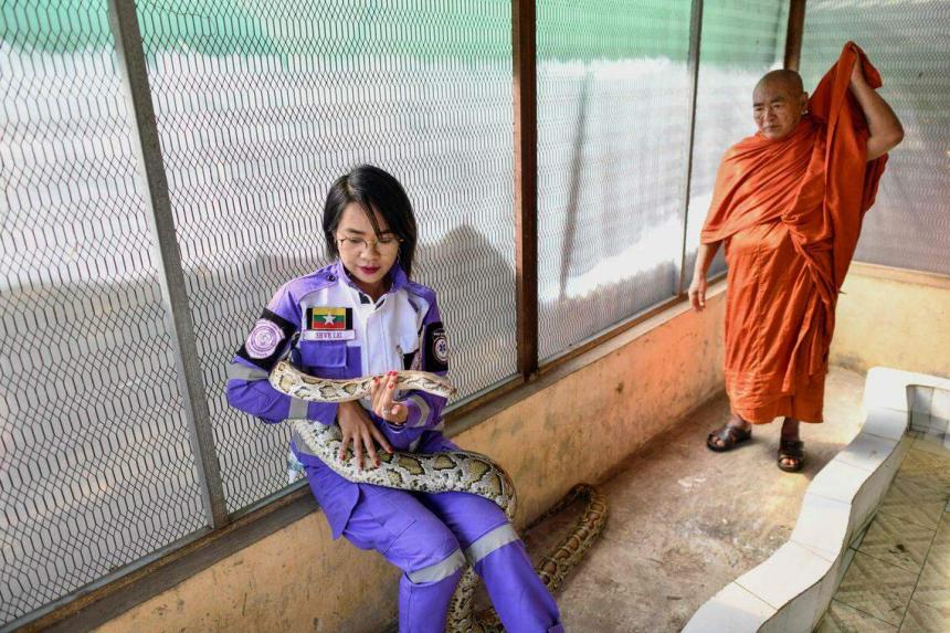 Pythons on your porch? Call Myanmar’s ‘snake princess’ | The Straits Times