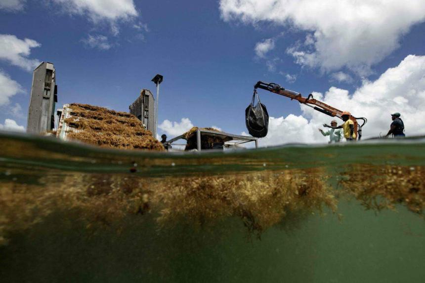 'Nightmare': Stinky seaweed smothers French Caribbean beaches | The ...