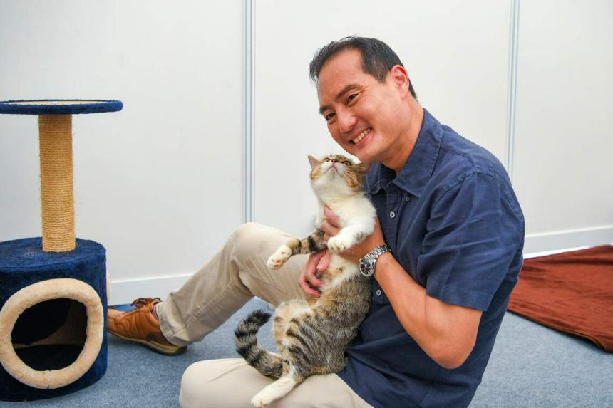 Cat ownership may be allowed in HDB flats but must not inconvenience ...