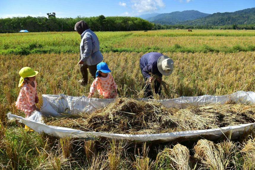Asia rice output turns corner as farmers expand planting | The Straits ...