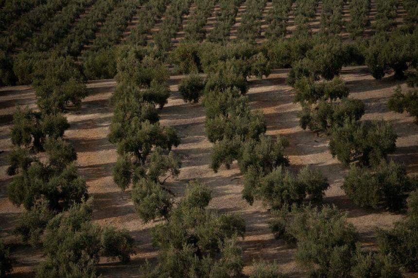 Drought spells ‘catastrophe’ for Spain’s olive harvest | The Straits Times