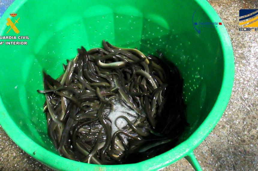 Police arrest 27 traffickers, seize 254kg of eels in crime crackdown ...