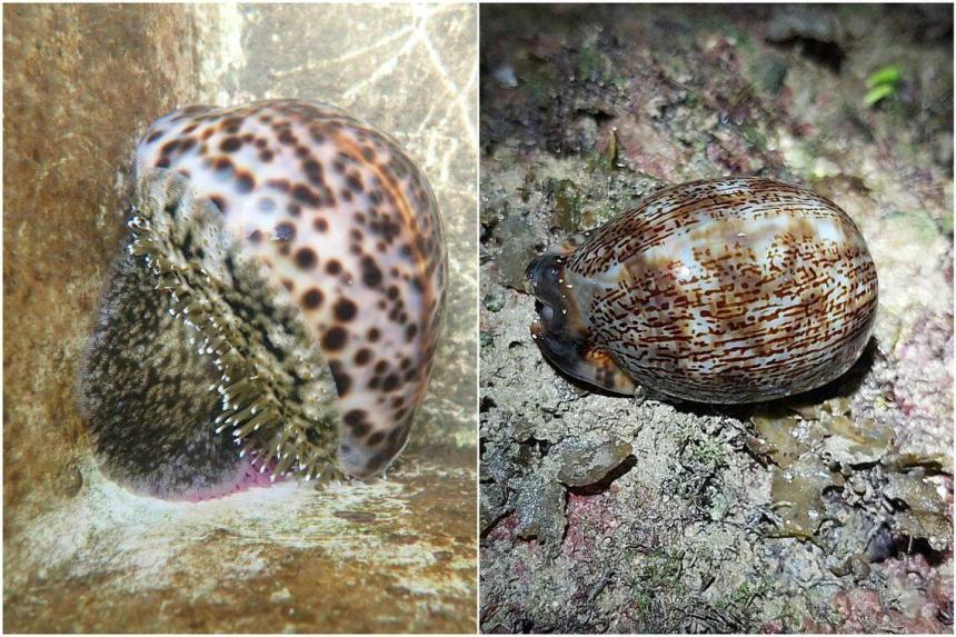 Study to develop farming methods for native sea snails in Singapore ...