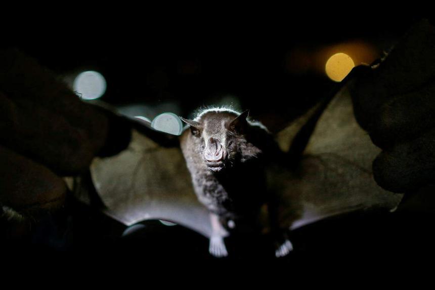 Bats carry killer viruses. Scientists suggest ways to cope. | The Straits Times