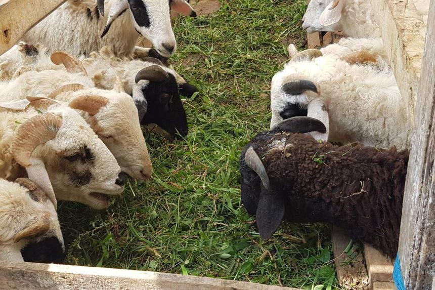 Korban registration opens on Wednesday; sheep will cost $360 to $380 ...