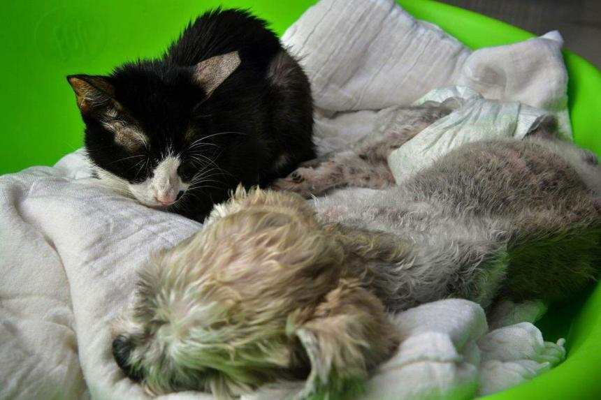 Animal abuse: Tracing a tangle of violence | The Straits Times