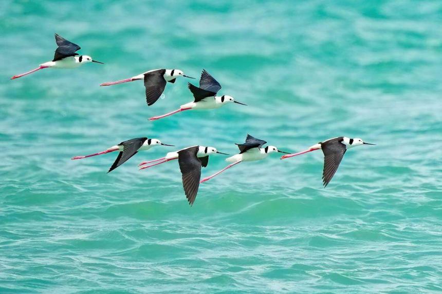 Beautiful shorebirds make debut on mainland Singapore | The Straits Times