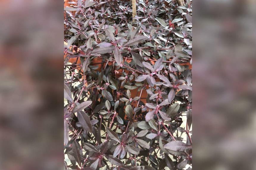 Root Awakening: Sessile joyweed thrives in the sun | The Straits Times