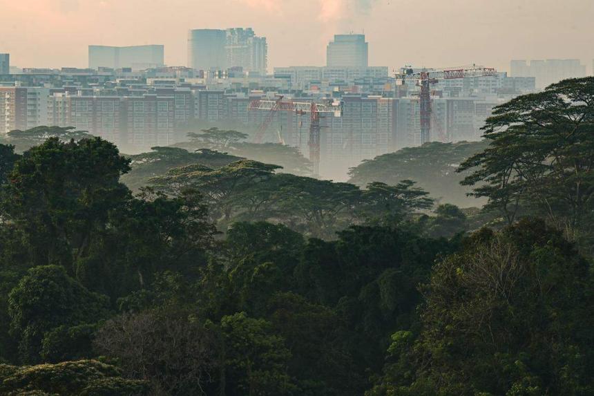 Measures can reduce environmental impact of Tengah flyover project: LTA ...