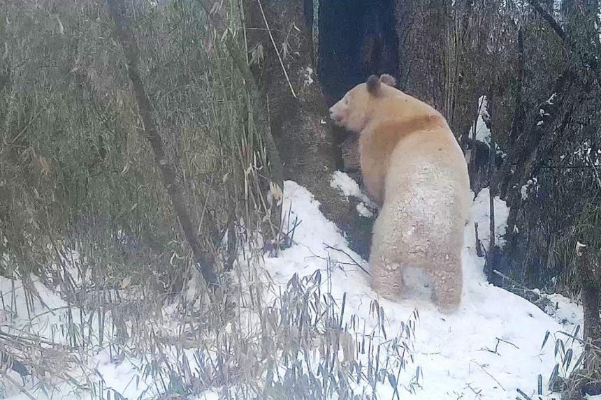 Movements of rare all-white panda spotted in China | The Straits Times
