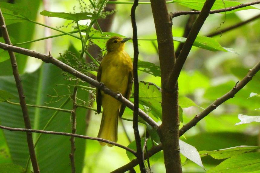 Increased protection of existing nature reserves, expanding parks ...