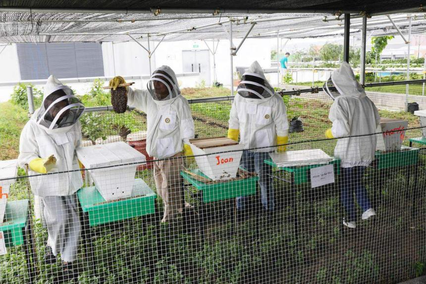 Relocate beehives instead of exterminating them, urge rescuers | The ...