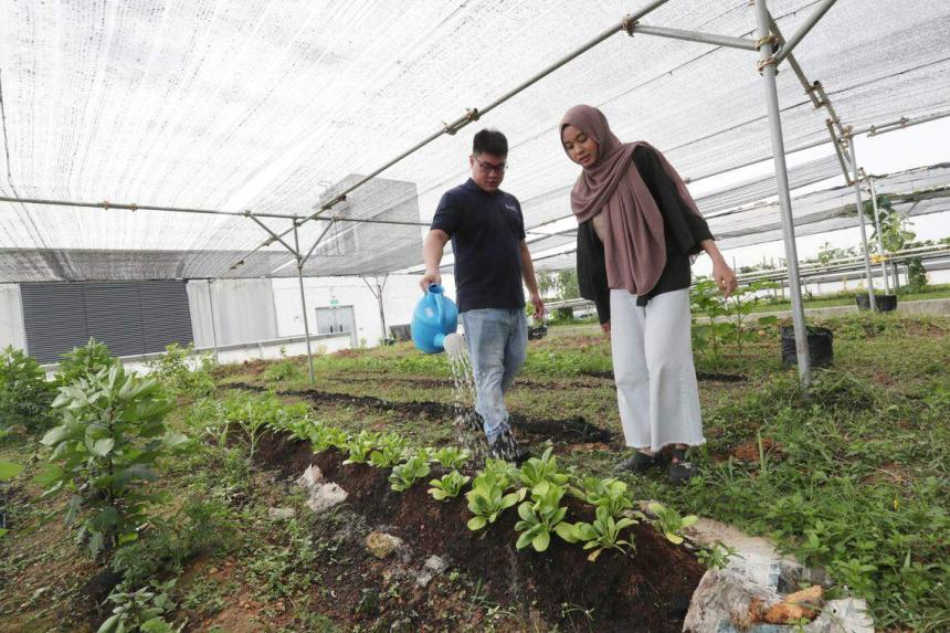 SUSS programme trains budding urban farming entrepreneurs | The Straits ...