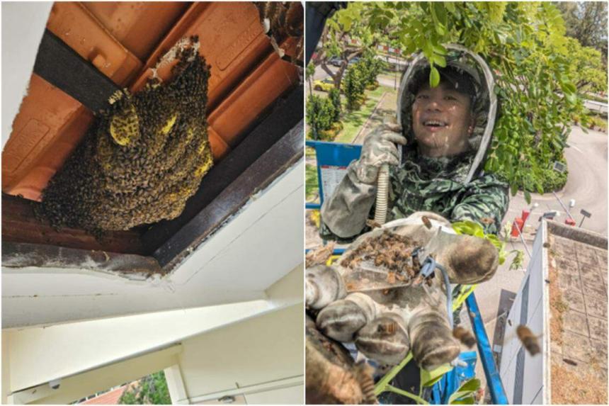 Relocate beehives instead of exterminating them, urge rescuers | The ...