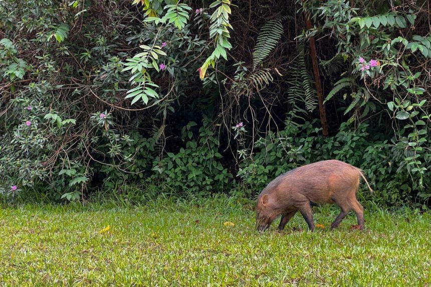 Eight wild boars in Bukit Panjang trapped since May by NParks | The ...