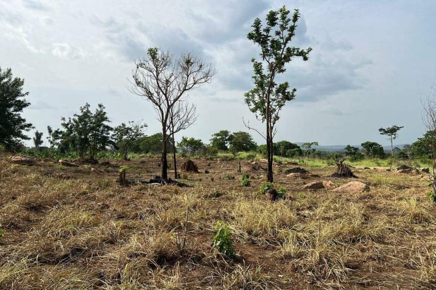 Temasek-owned firm to invest in forest restoration project in Ghana ...