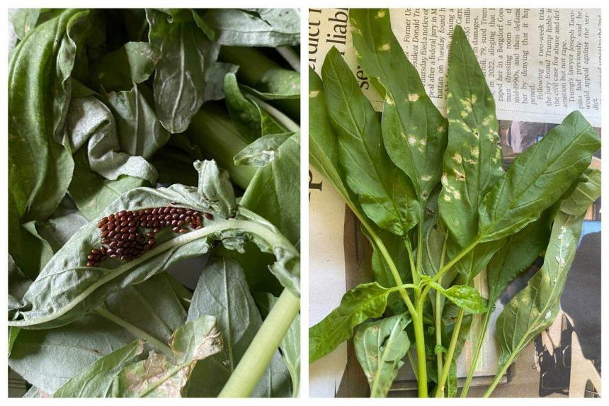 Root Awakening: Infested plant needs pruning | The Straits Times