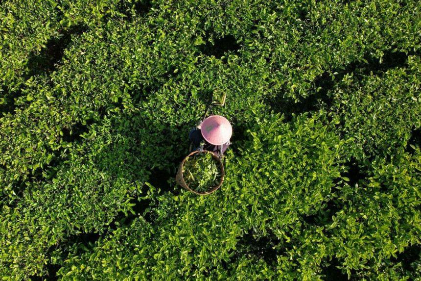 Bangladesh tea workers struggle as heat and drought scorch fields | The ...