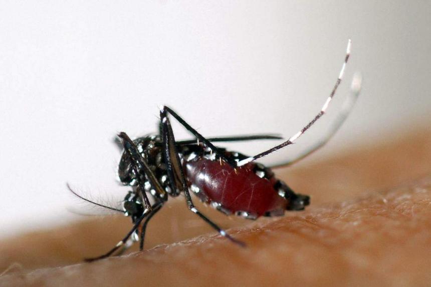 Thailand issues dengue warning as cases soar to 3-year high, with ...