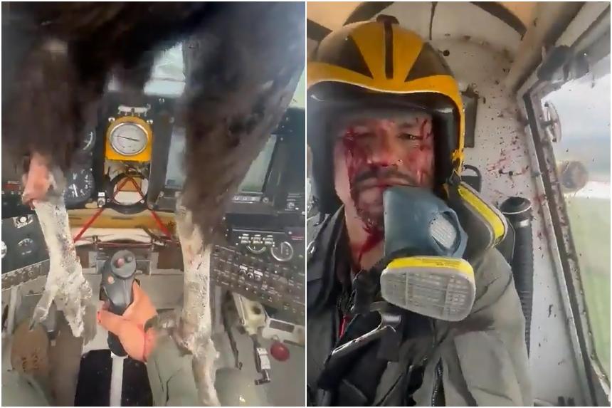 Pilot navigates plane to safety after giant bird smashes through his ...