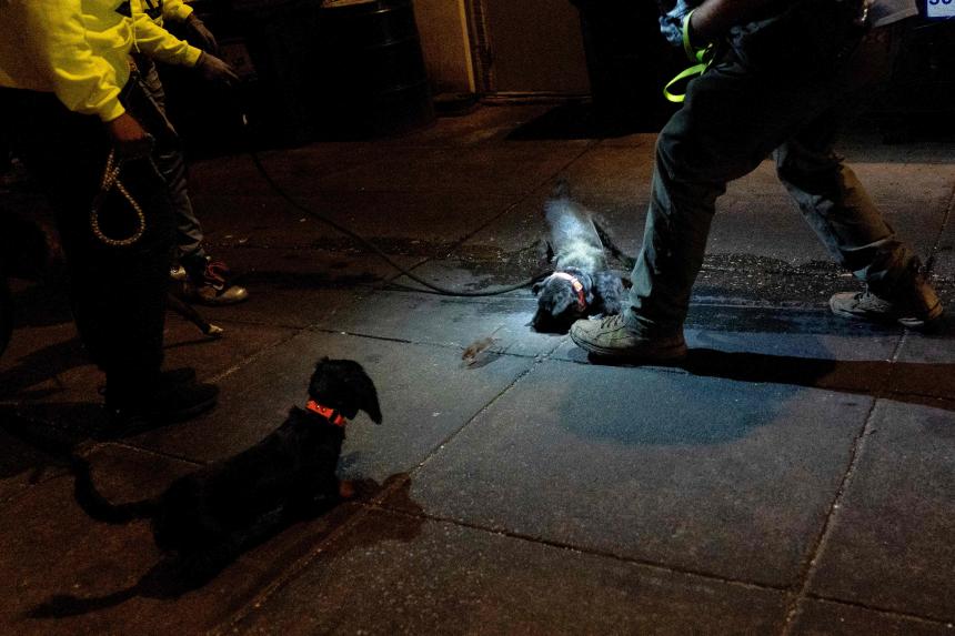 Washington recruits dogs and cats in war on rodents | The Straits Times