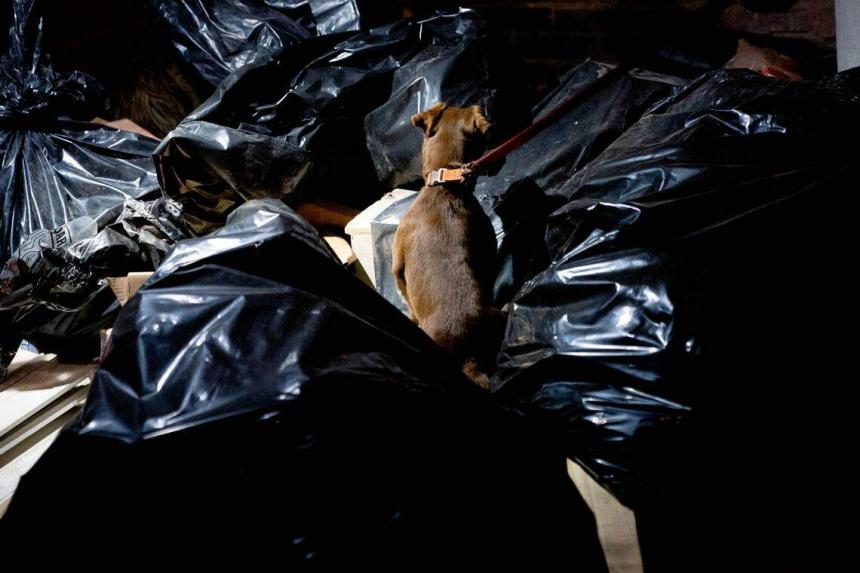 Washington recruits dogs and cats in war on rodents | The Straits Times