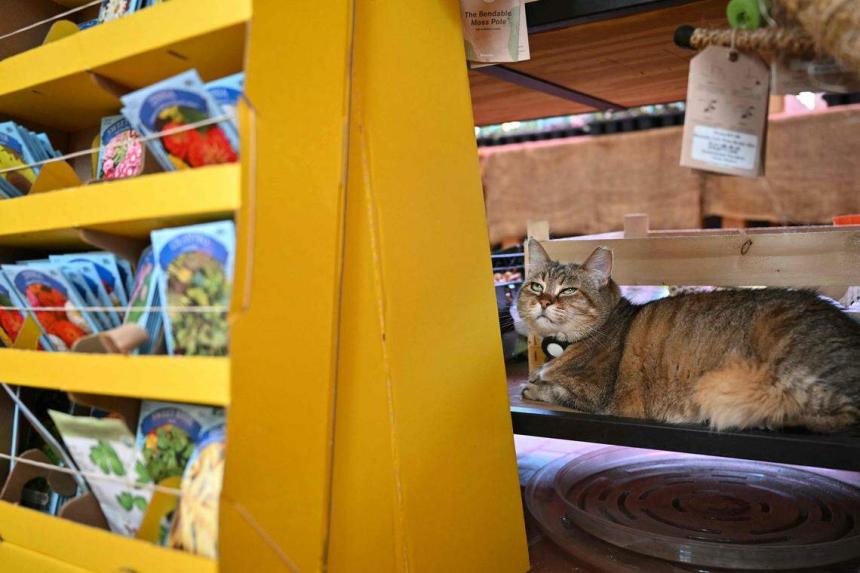 Washington recruits dogs and cats in war on rodents | The Straits Times