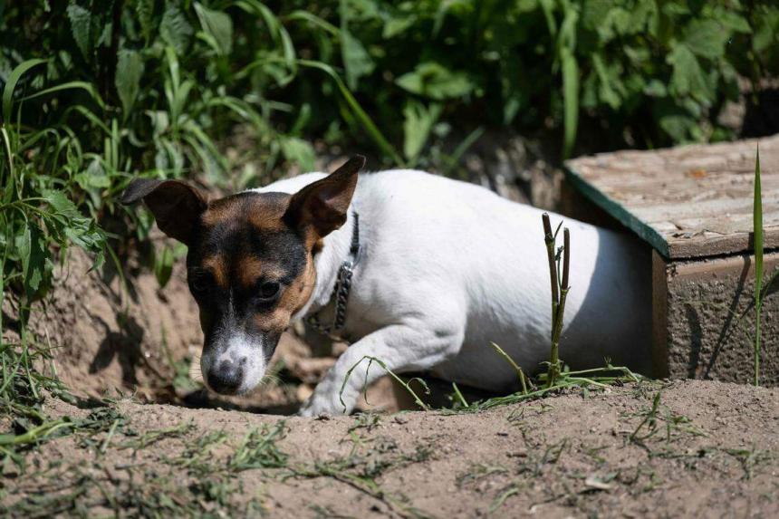 Washington recruits dogs and cats in war on rodents | The Straits Times
